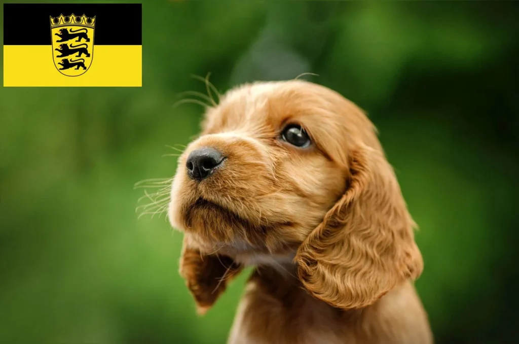 English Cocker Spaniel Züchter und Welpen in Baden-Württemberg - DogWeb.de