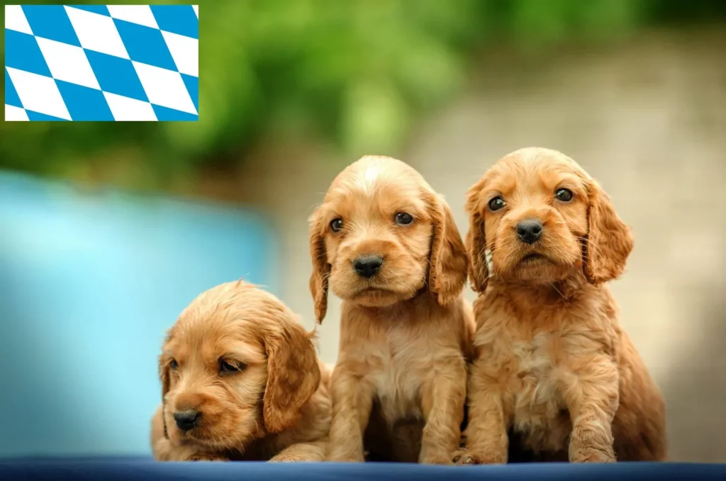 English Cocker Spaniel Züchter und Welpen in Bayern - DogWeb.de
