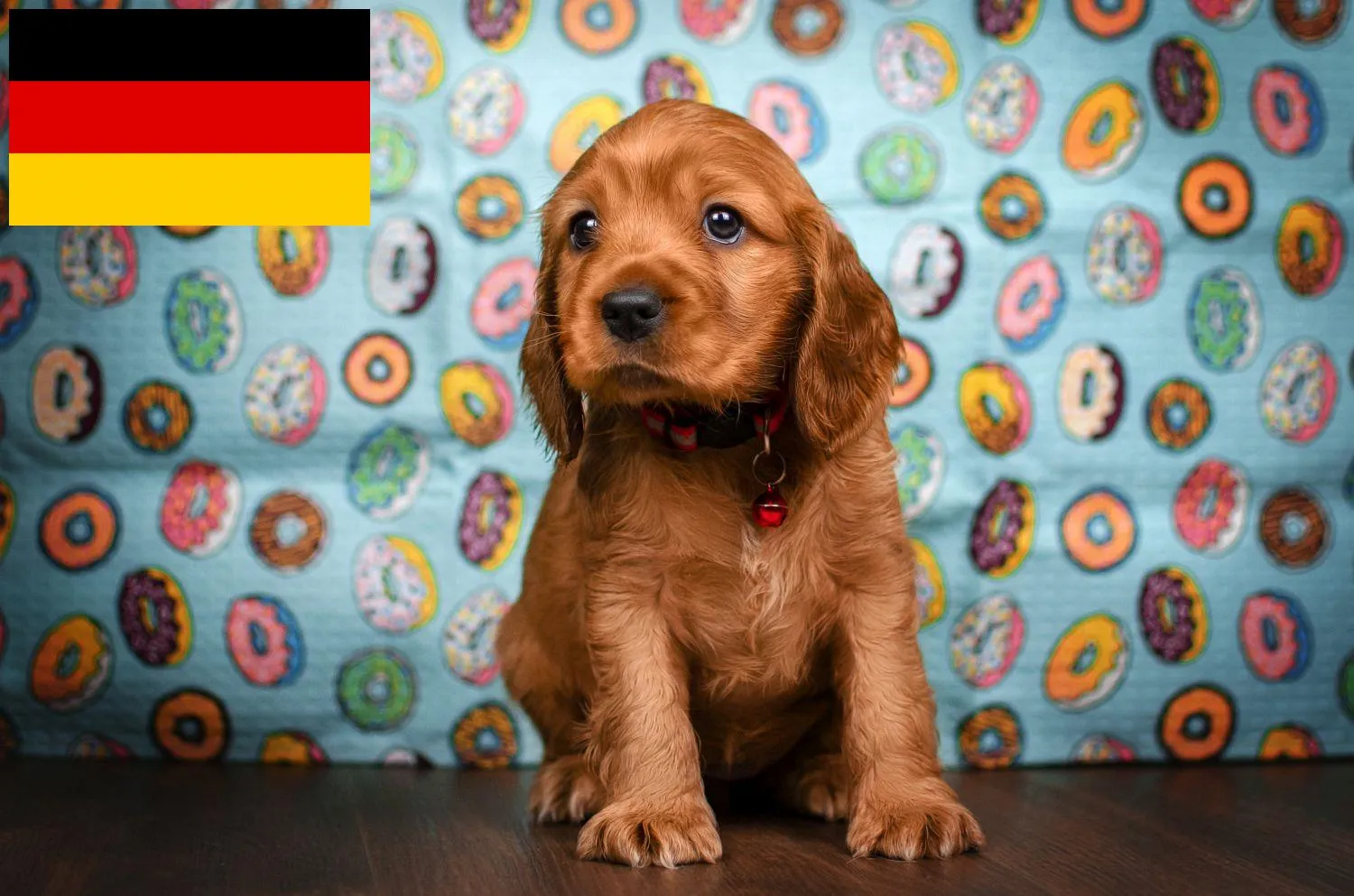 English Cocker Spaniel Züchter und Welpen in Deutschland - DogWeb.de