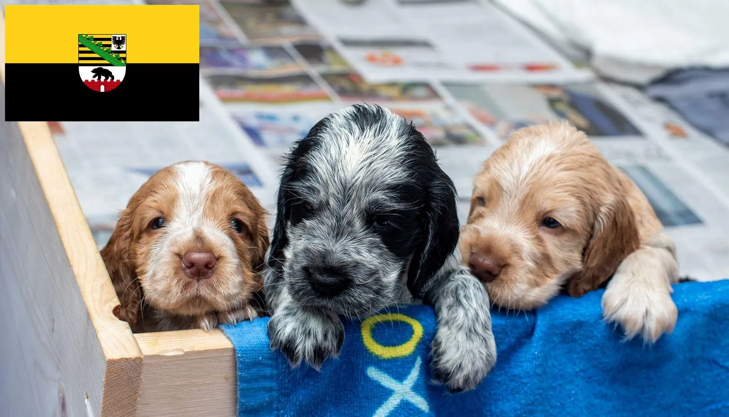 English Cocker Spaniel Züchter und Welpen in Sachsen-Anhalt - DogWeb.de