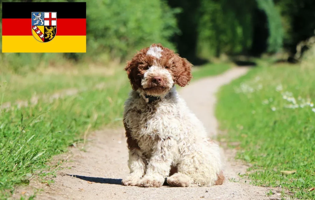 Lagotto Romagnolo Züchter und Welpen im Saarland - DogWeb - Hundeportal