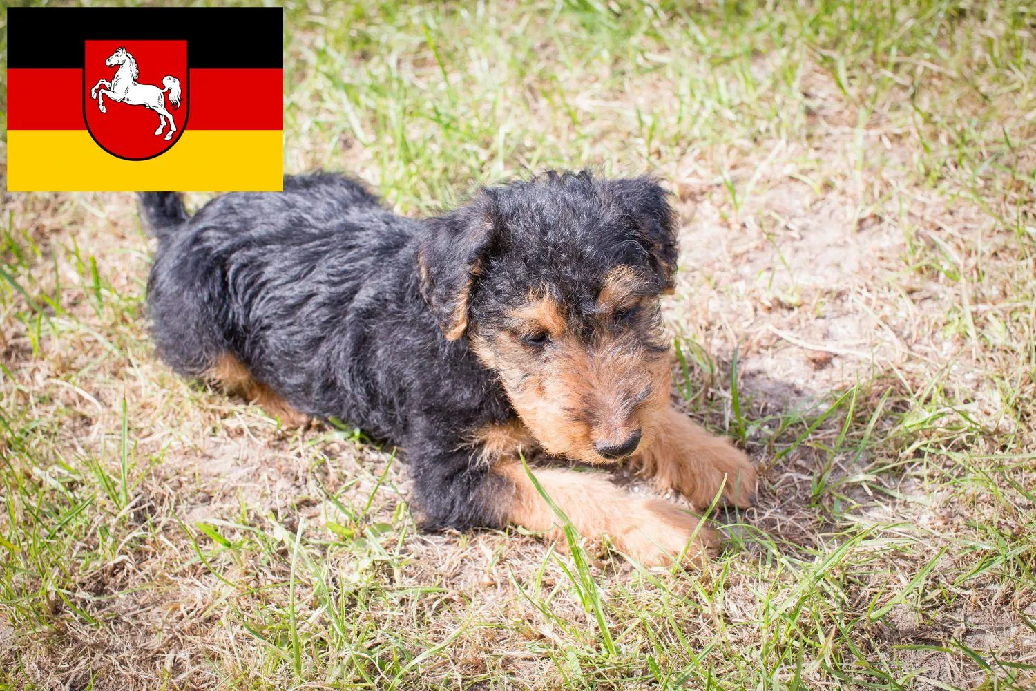 Welsh Terrier Züchter und Welpen in Niedersachsen - DogWeb.de