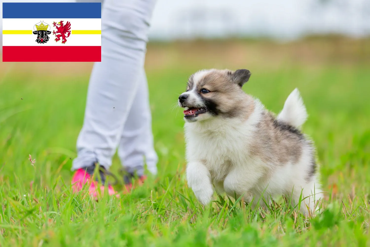 Elo Züchter und Welpen in Mecklenburg-Vorpommern - DogWeb.de