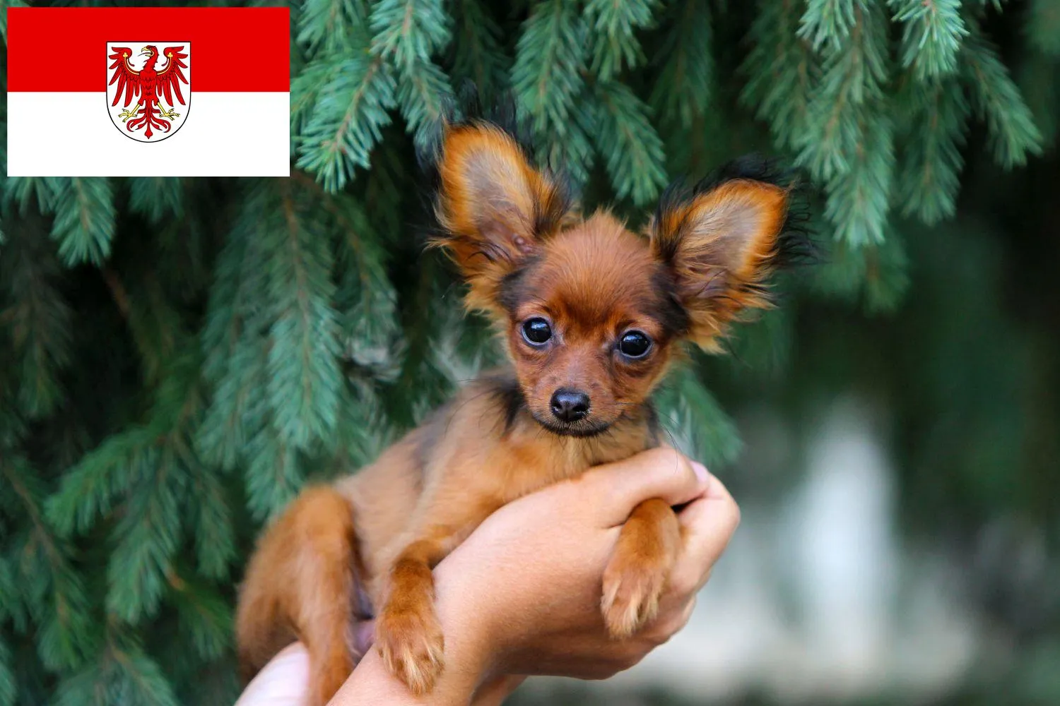 Russkiy Toy Züchter und Welpen in Brandenburg - DogWeb.de