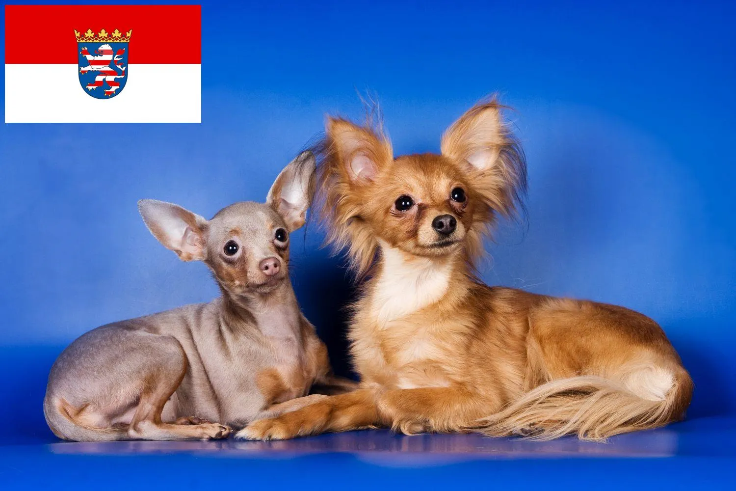 Russkiy Toy Züchter und Welpen in Hessen - DogWeb.de