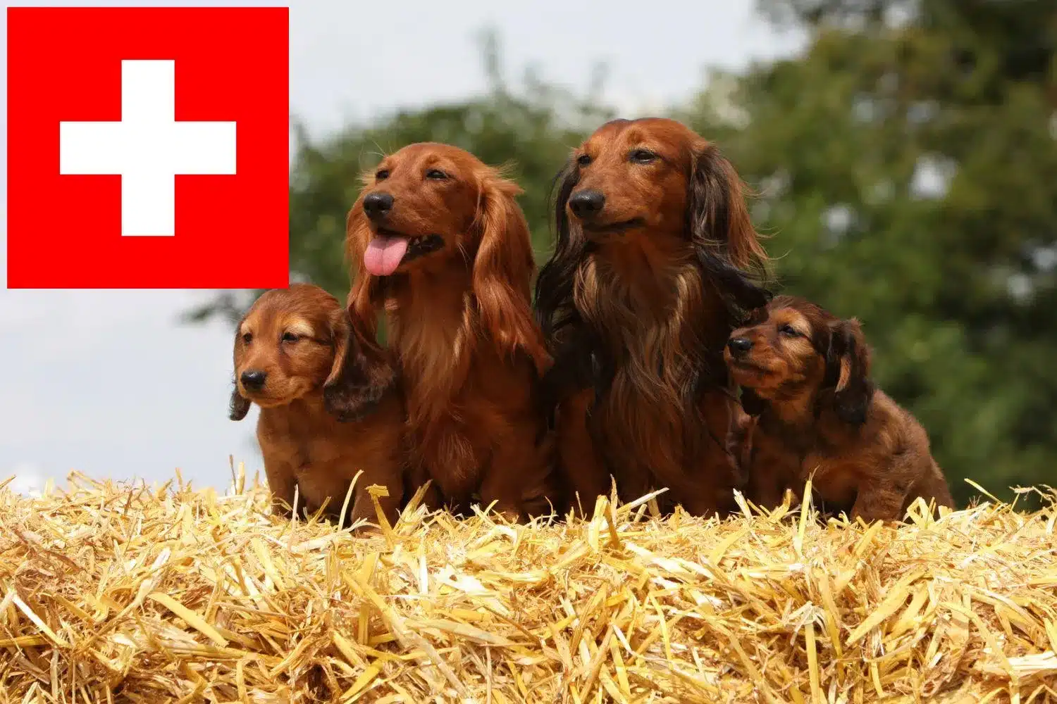 Dackel Züchter und Welpen in der Schweiz - DogWeb.de