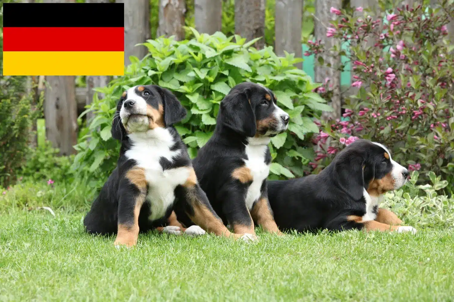 Großer Schweizer Sennenhund Züchter und Welpen in Deutschland - DogWeb.de