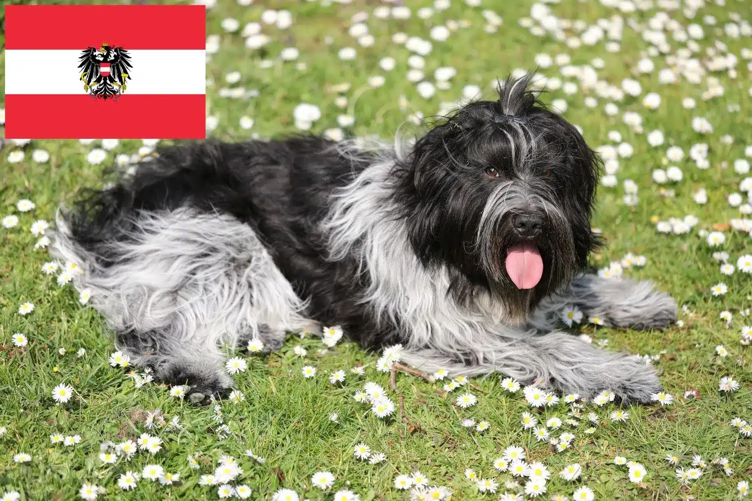Schapendoes Züchter und Welpen in Österreich - DogWeb.de