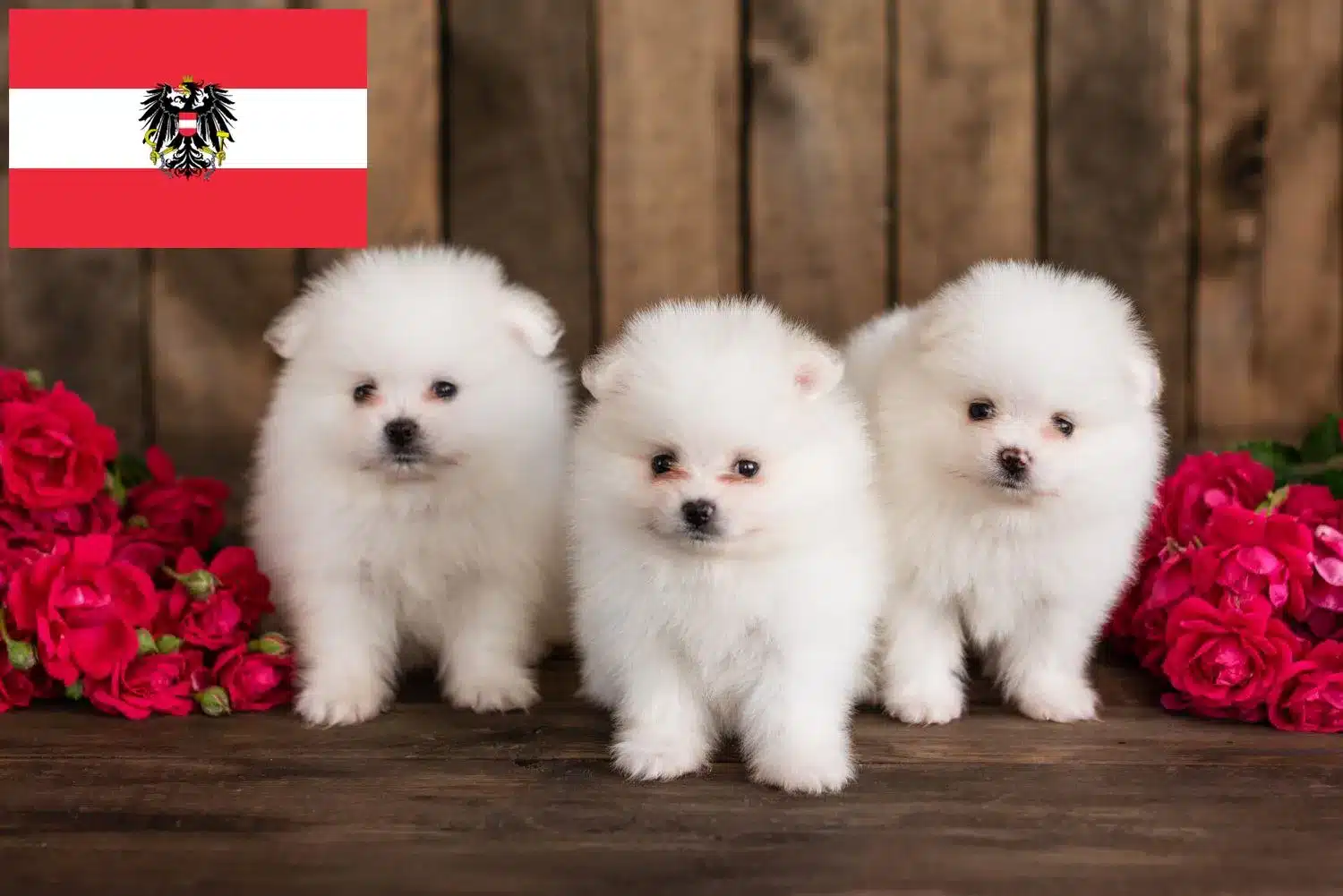 Spitz Züchter und Welpen in Österreich - DogWeb.de