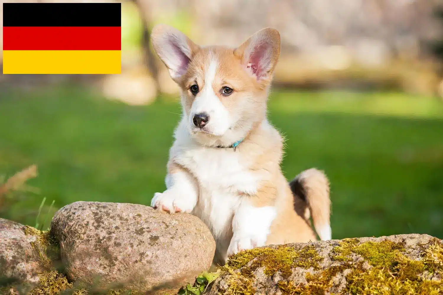 Welsh Corgi Züchter und Welpen in Deutschland - DogWeb.de