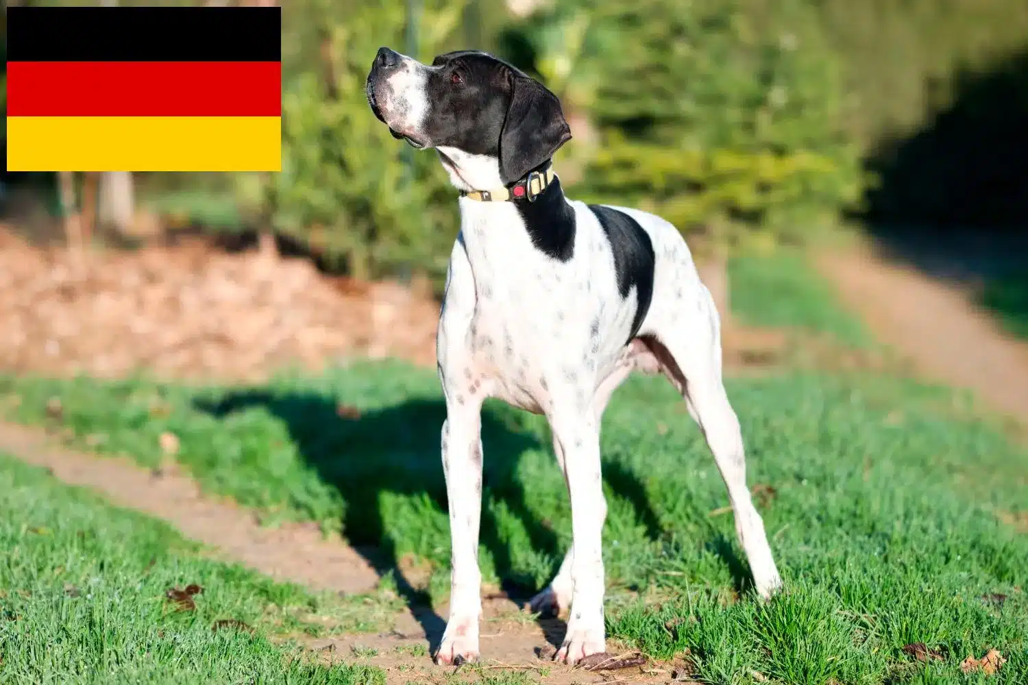 English Pointer Züchter und Welpen in Deutschland - DogWeb.de