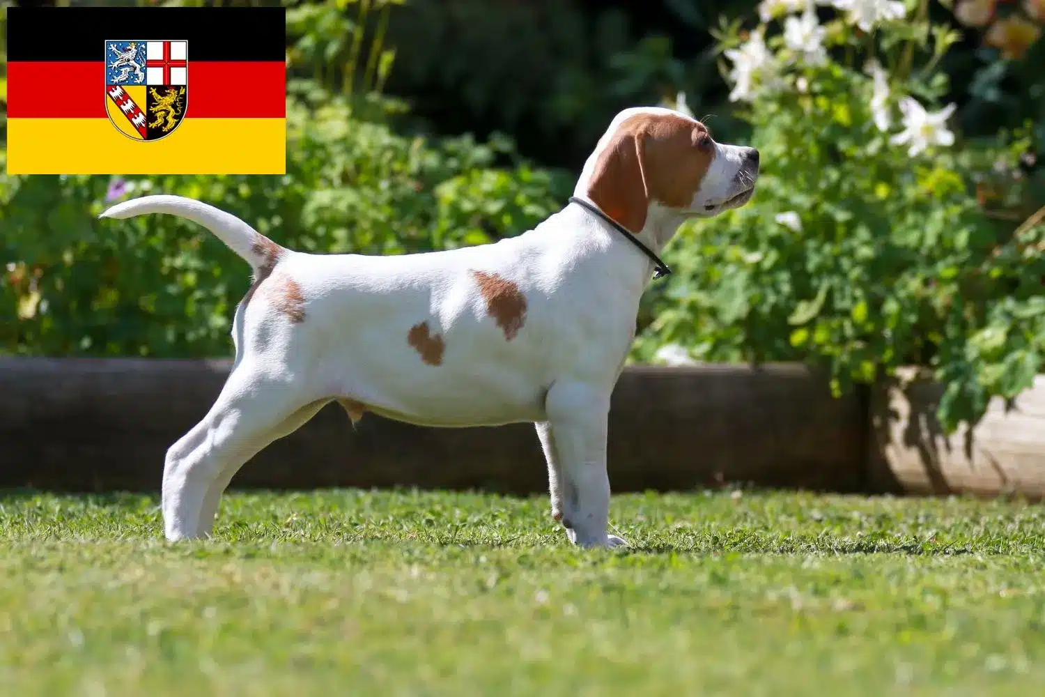 English Pointer Züchter und Welpen im Saarland - DogWeb.de