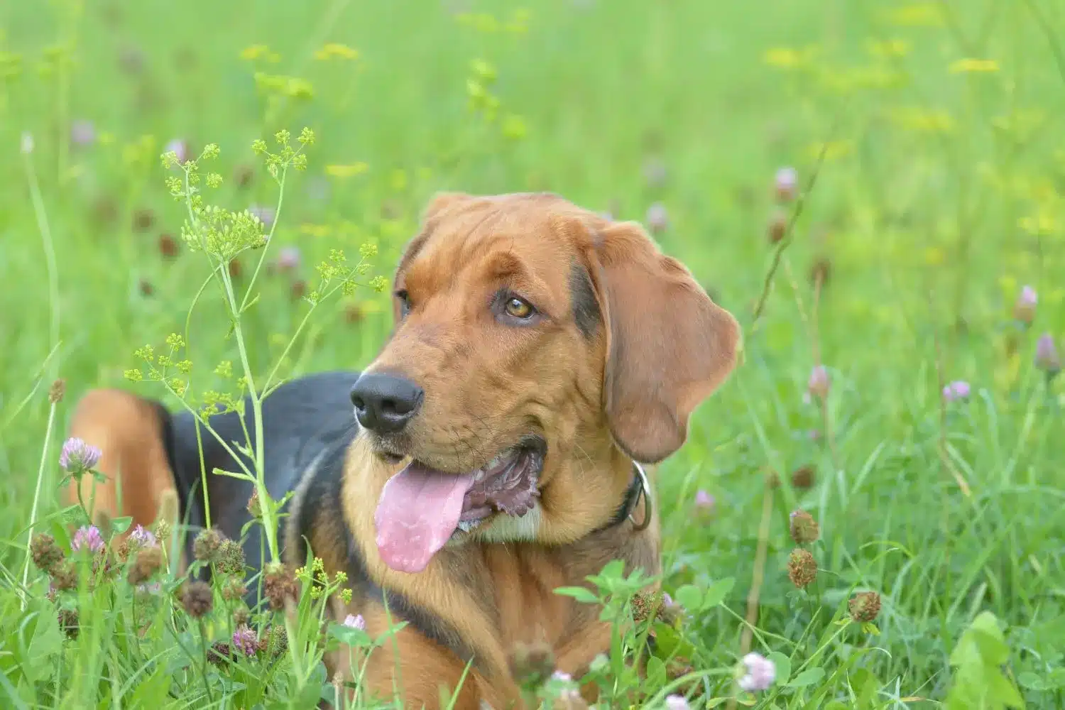 Polnische Bracke Züchter - DogWeb.de