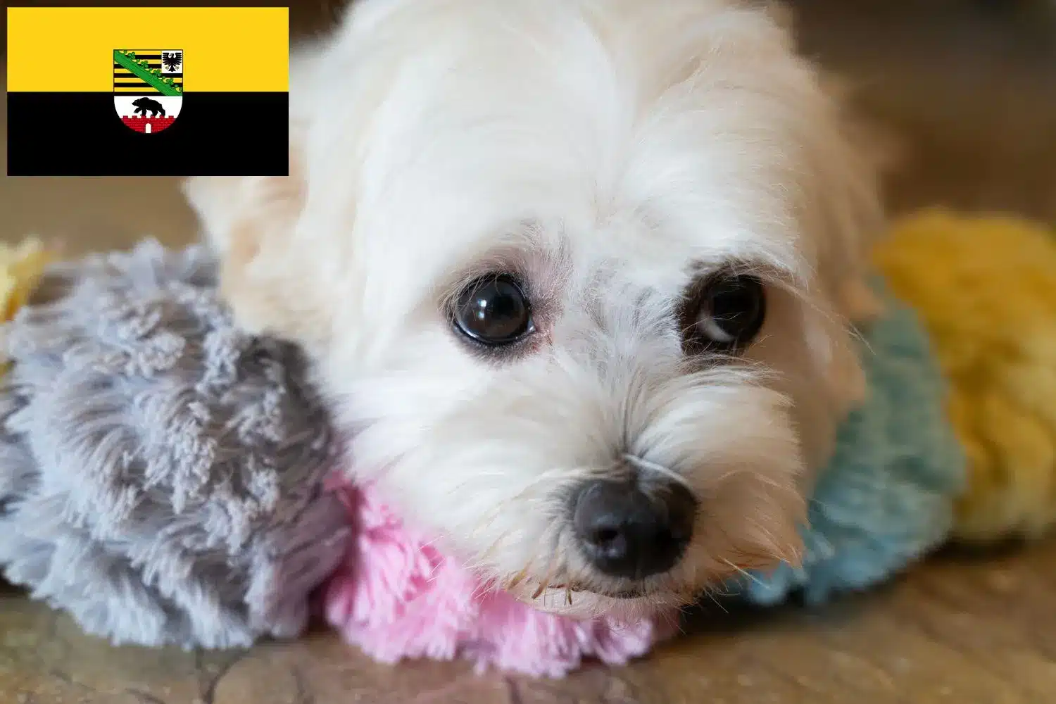 Maltipoo Züchter und Welpen in Sachsen-Anhalt - DogWeb.de