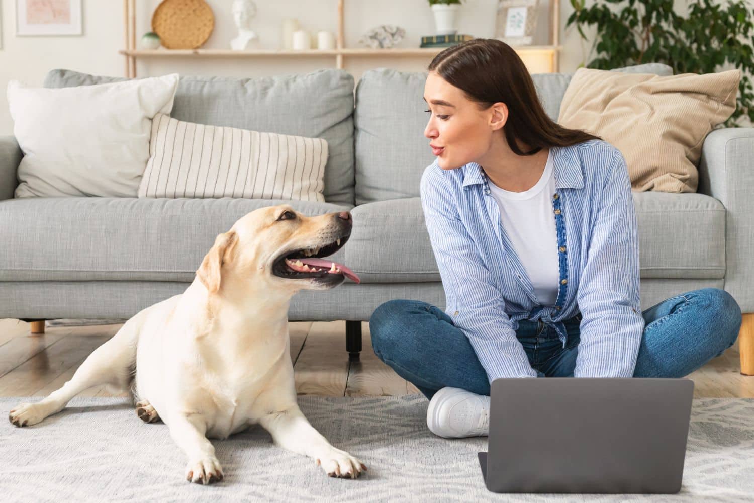 Anzeige aufgeben - DogWeb.de