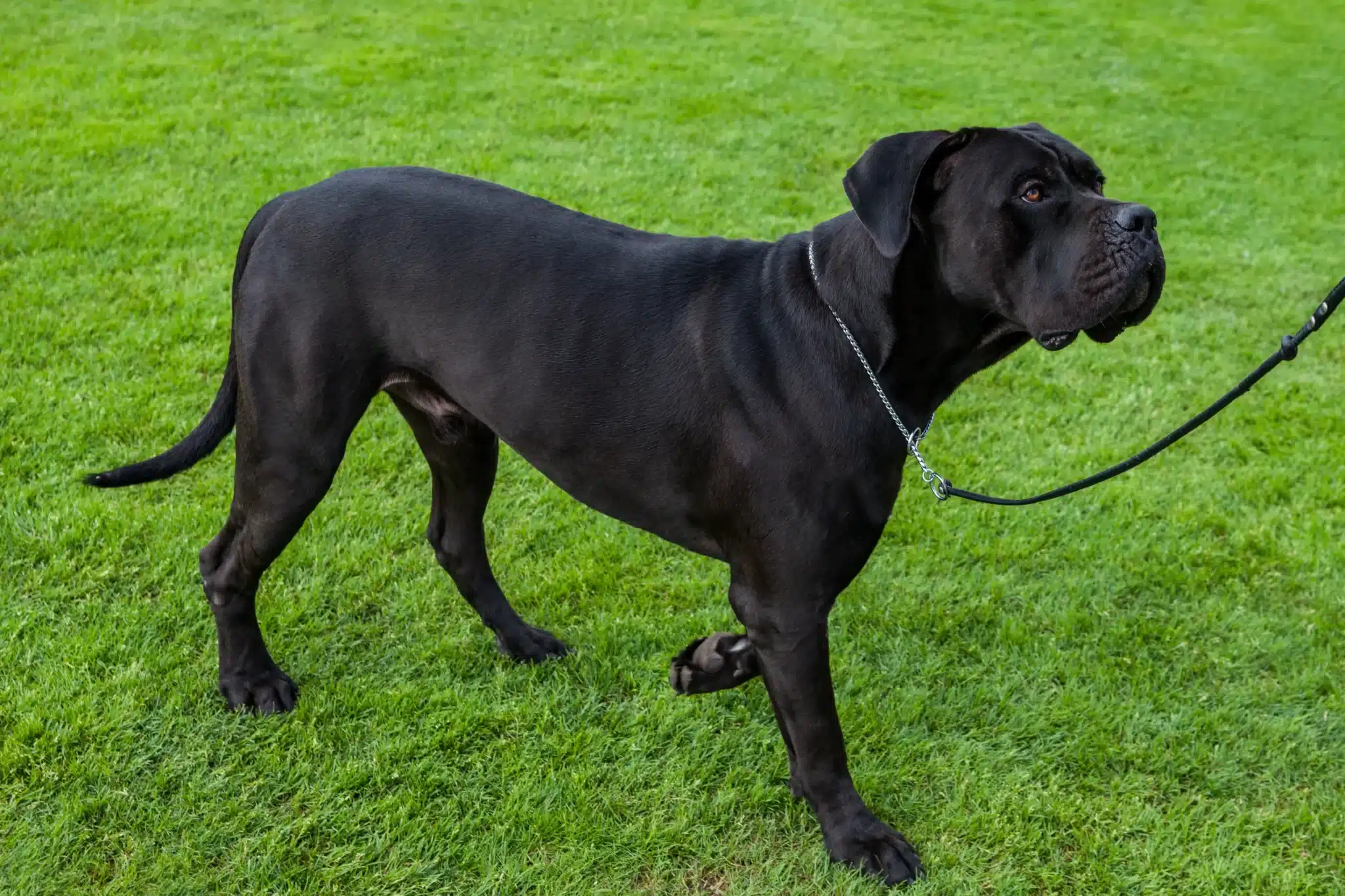 Cane Corso Italiano Züchter - DogWeb.de