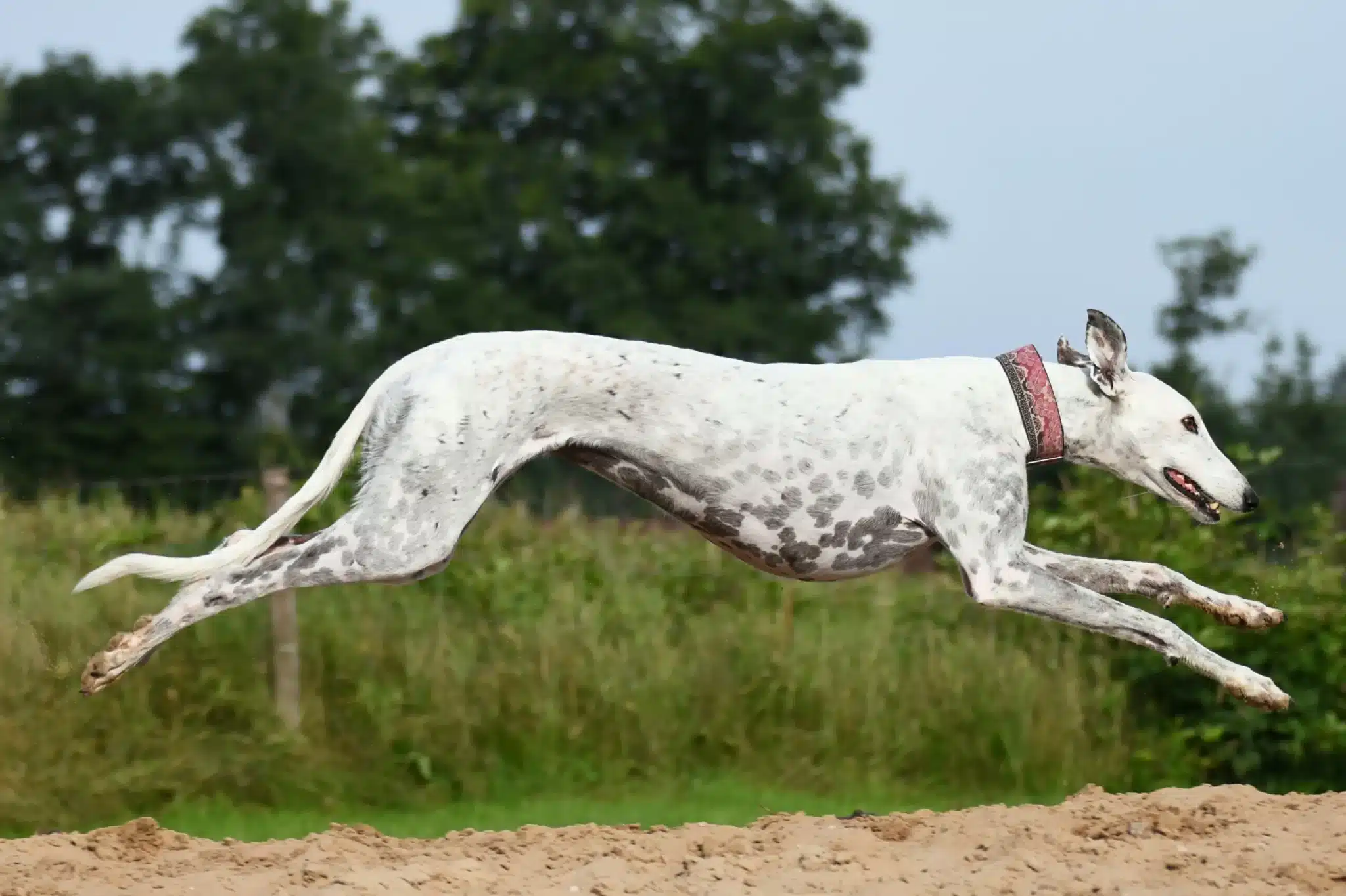 Greyhound Züchter - DogWeb.de