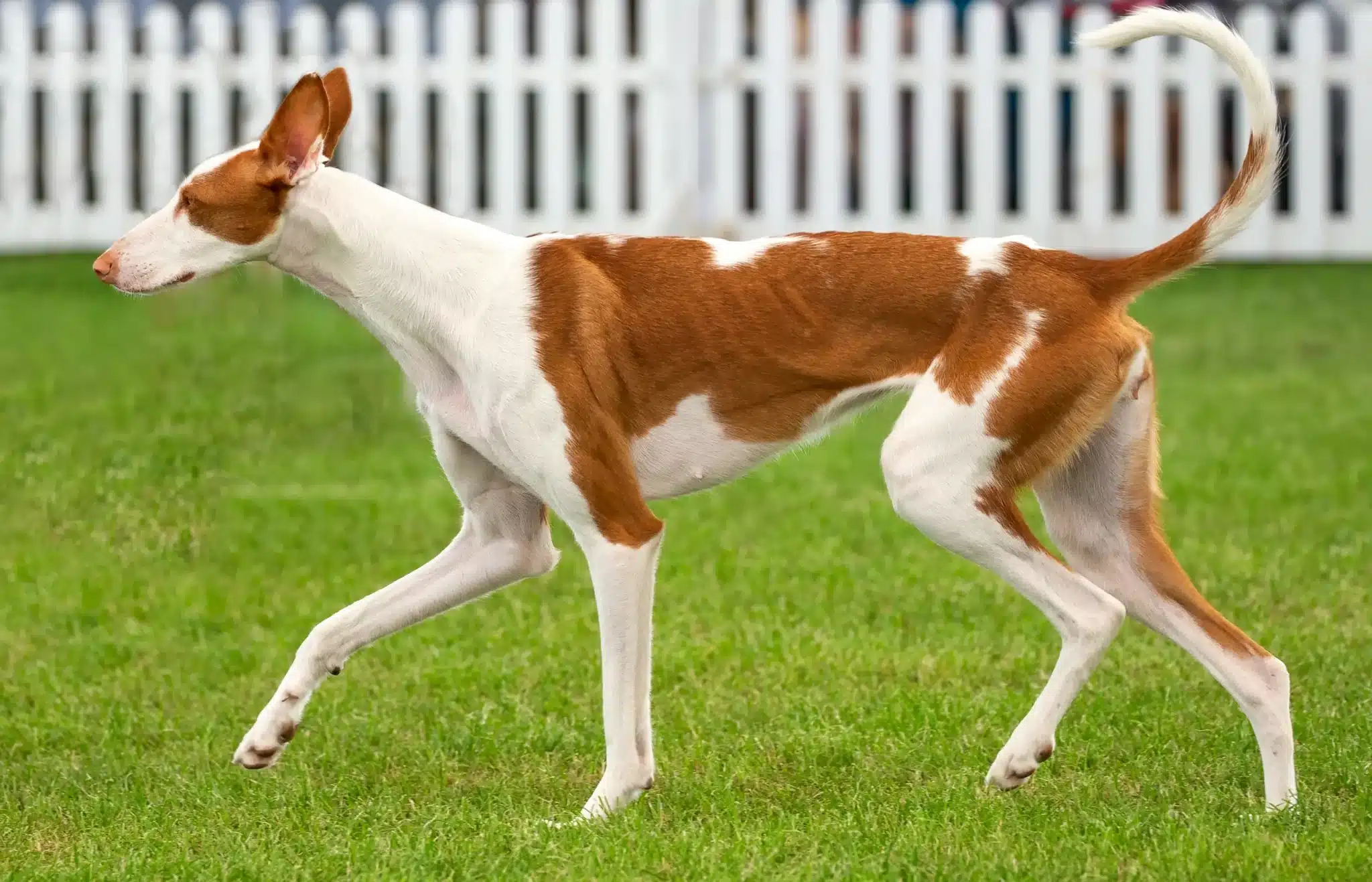 Podenco Züchter - DogWeb.de