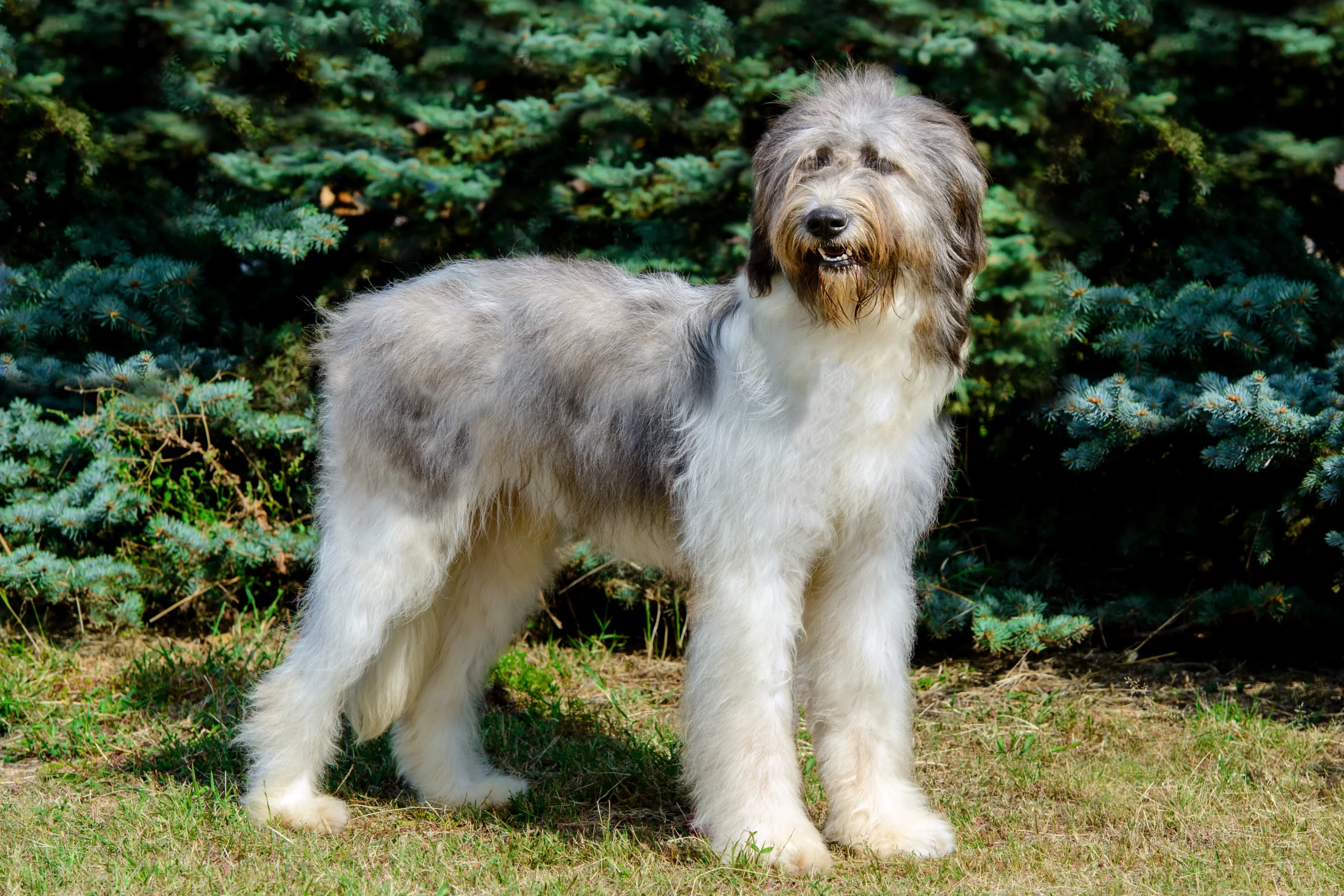 Mioritic Züchter - DogWeb.de